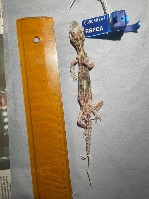 RSPCA warning after pet lizards die in Llandysul | cambrian-news.co.uk