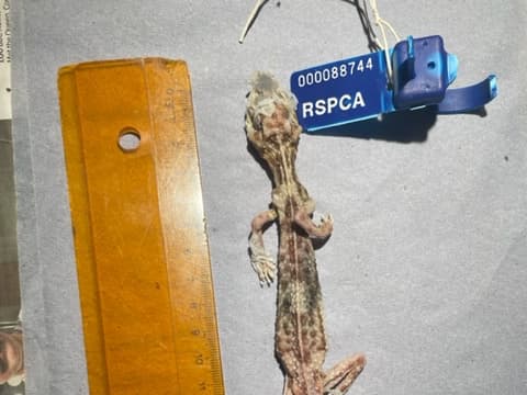 RSPCA warning after pet lizards die in Llandysul | cambrian-news.co.uk