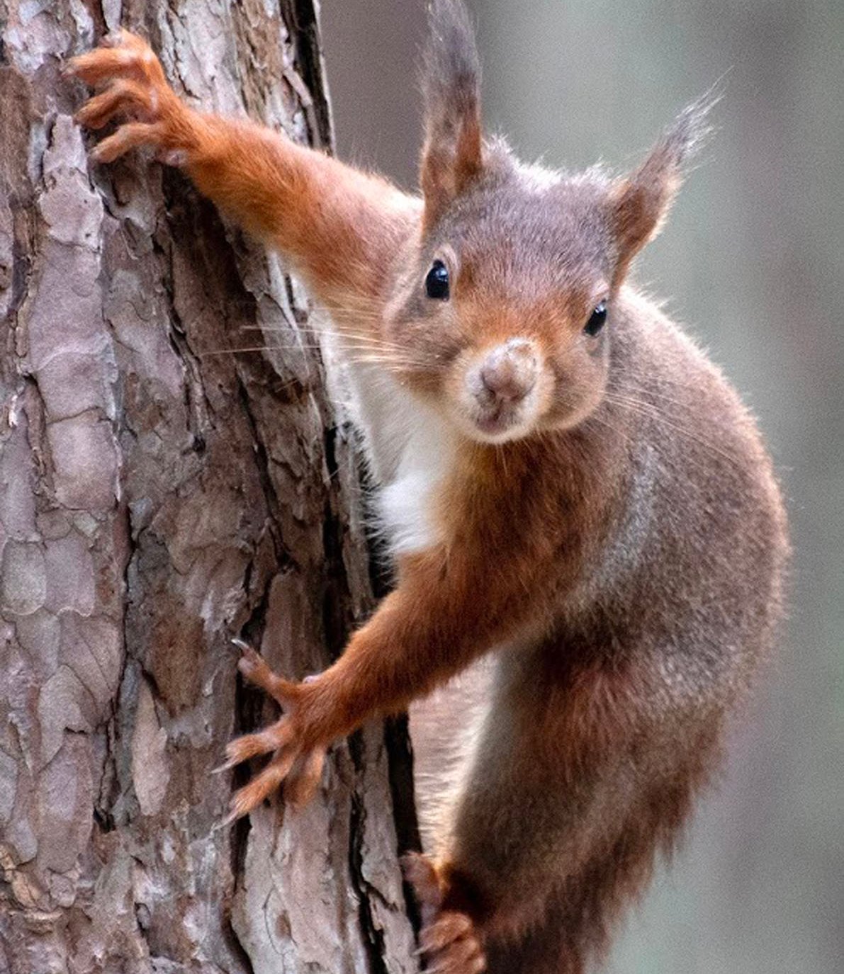 Lampeter, Tregaron and Pontrhydfendigaid included in red squireel ...
