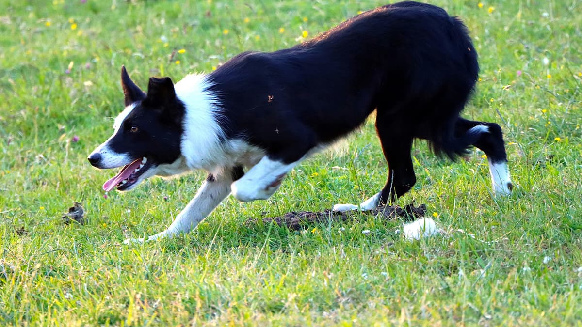 Further success for Ceredigion sheepdog handler | cambrian-news.co.uk
