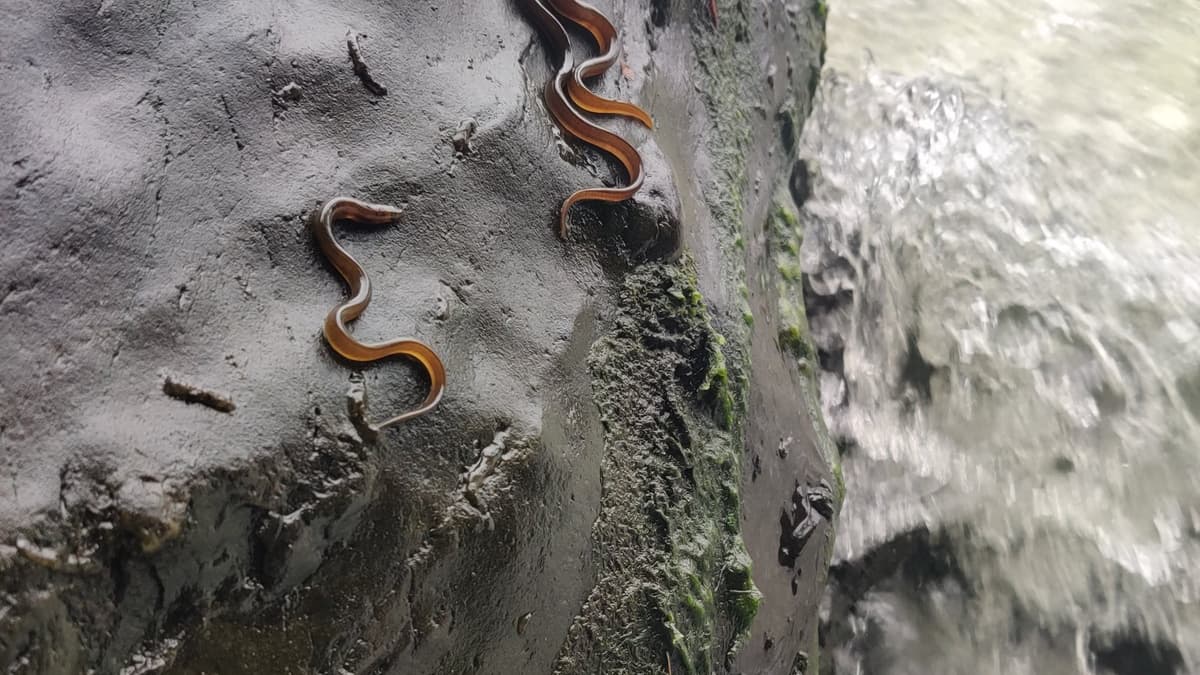Amazing footage shows clambering eels and spawning lamprey in River ...