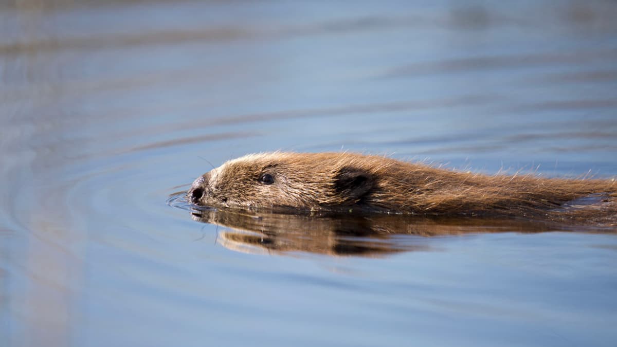 Welsh Government backs plans to reintroduce beavers | cambrian-news.co.uk