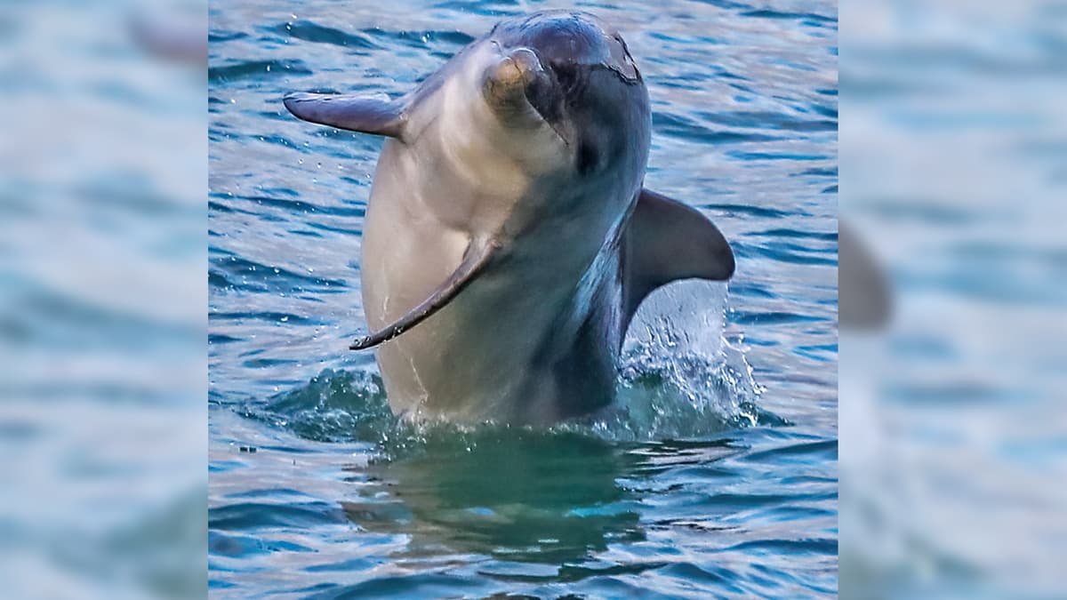 Ceredigion photographer captures cracking picture of dolphin at New ...