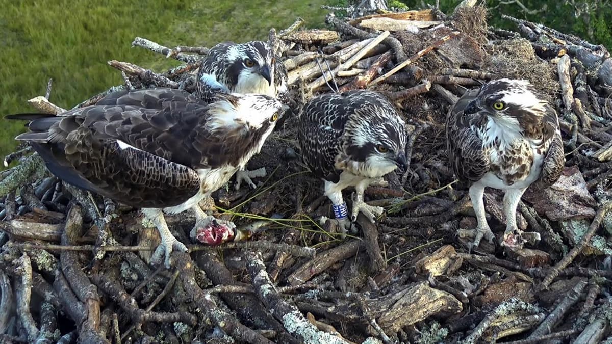 Bywyd Gwyllt Glaslyn Wildlife event to celebrate 20 years of ospreys ...