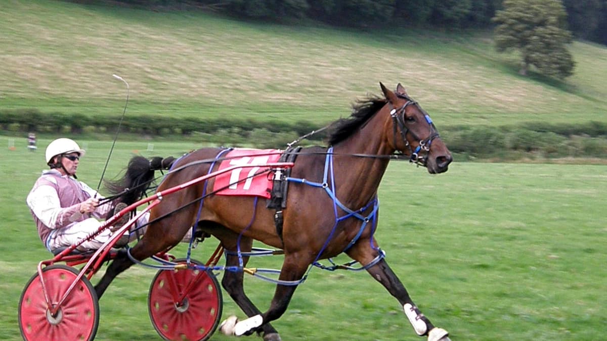 Zulu Warrior wins Grade B on final bend | cambrian-news.co.uk
