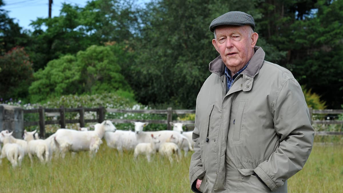 New genetics help advance farms' wool sheep breeding programmes ...