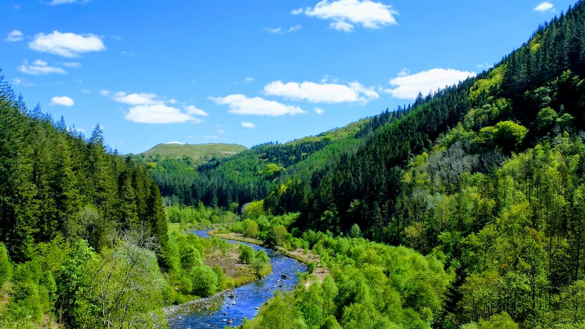 More than six hectares of forest to be felled at Hafod Estate ...