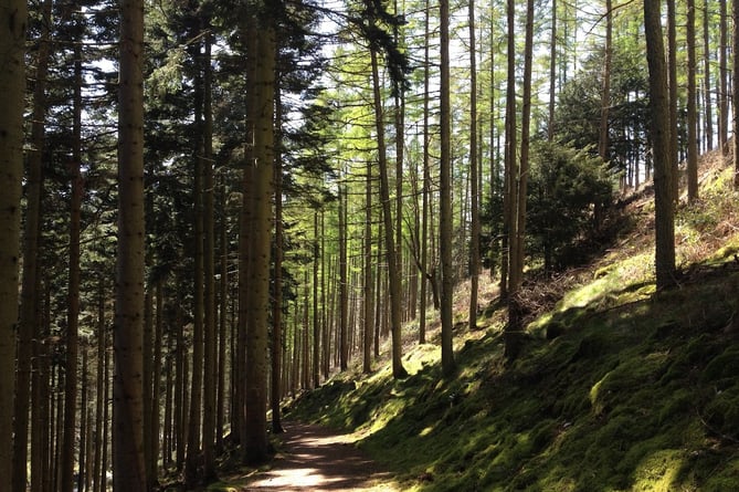 More than six hectares of forest to be felled at Hafod Estate ...