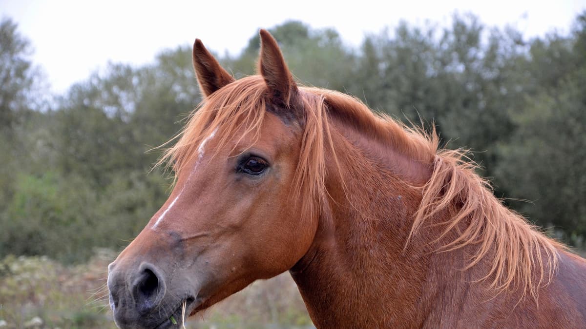 Cwmann man accused of kicking pony to stand trial | cambrian-news.co.uk