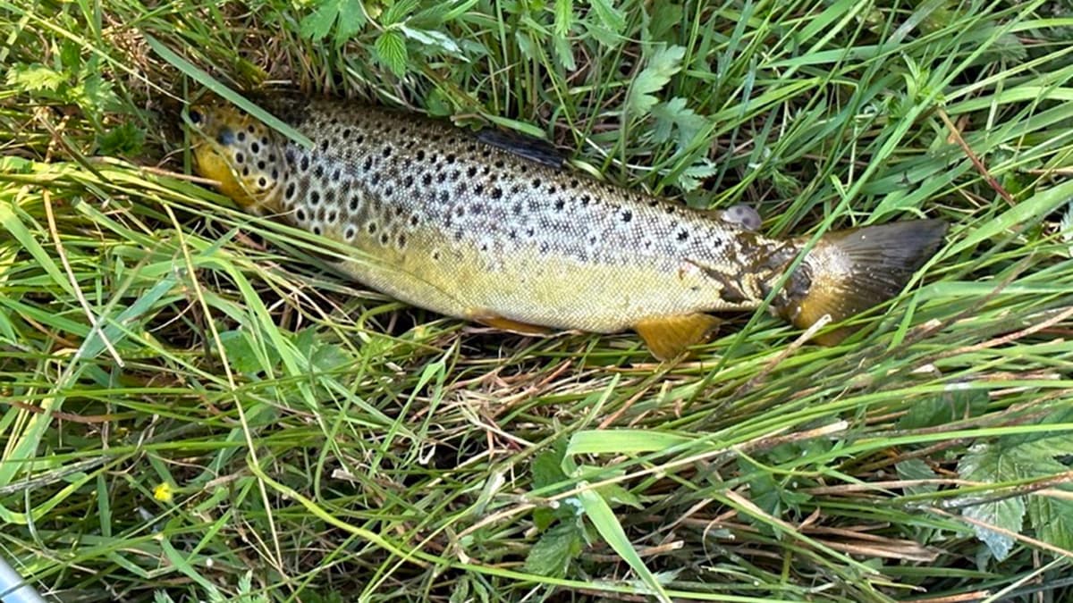 Man fined for unlicensed fishing in river Teifi | cambrian-news.co.uk