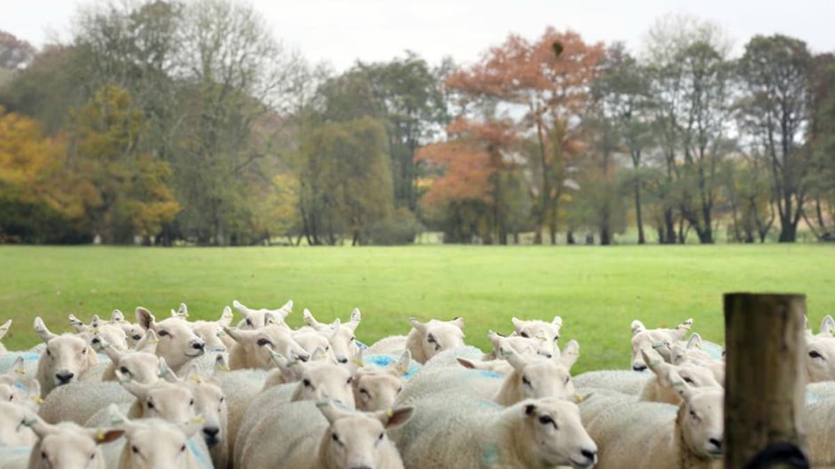 Workshops planned to help farmers prepare for lambing season | cambrian ...