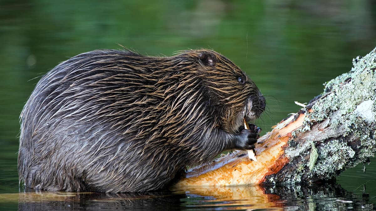 Welsh Beaver Project introduces learning kit for primary schools ...