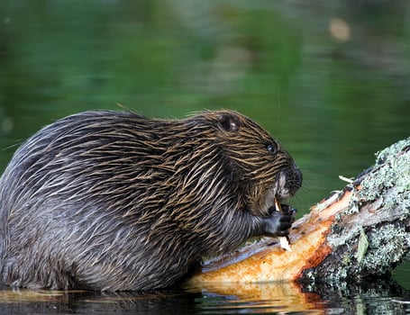 Welsh Beaver Project introduces learning kit for primary schools ...