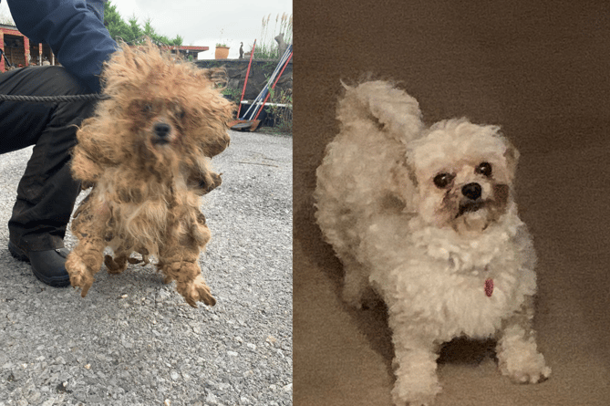 Dog rescued from west Wales house finds forever home following dramatic ...