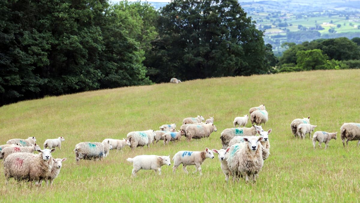 Aberystwyth scientists use snail DNA to tackle disease | cambrian-news ...