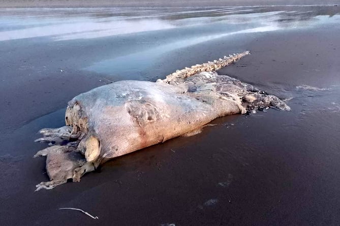 Whale carcass removed from beach | cambrian-news.co.uk