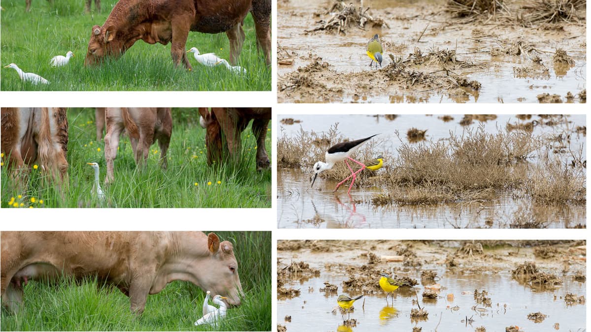 Exhibition gives a different view of our feathered friends | cambrian ...