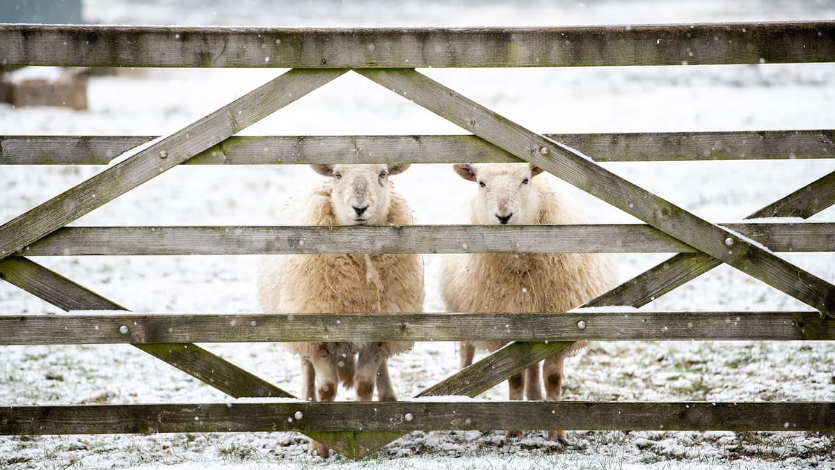 Cold weather continues to affect some schools | cambrian-news.co.uk