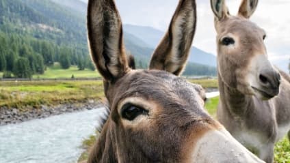 Dementia garden or stress-busting for staff? Bro Dyfi wants your say ...