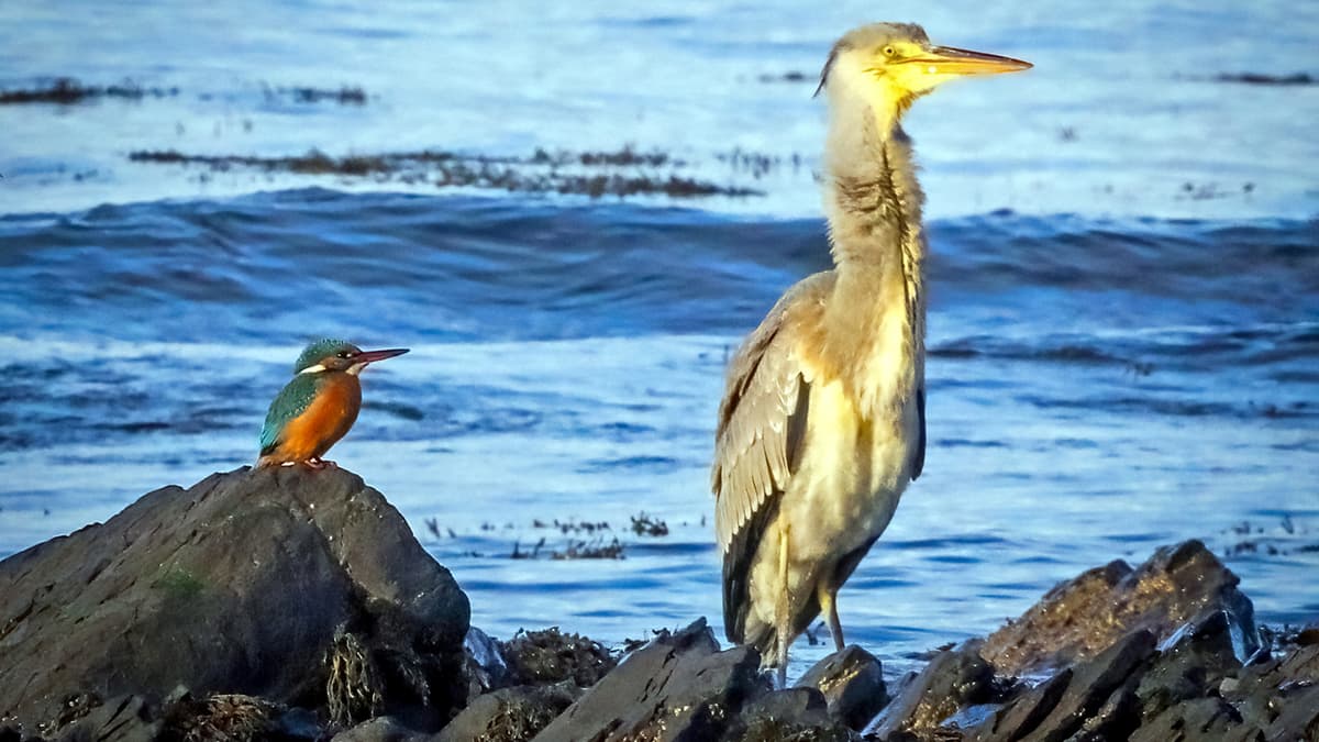 Photographer's wildlife calendar raises over £2,000 for charity ...