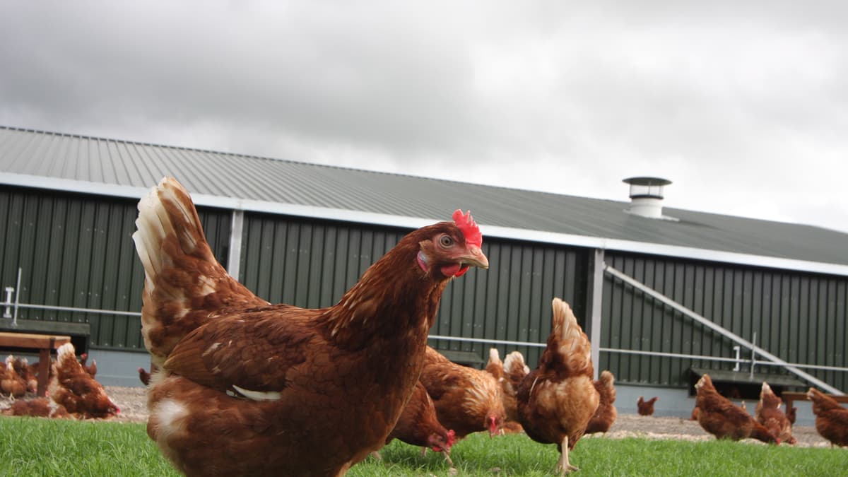 A dozen applications for chicken farms in Powys still in limbo ...
