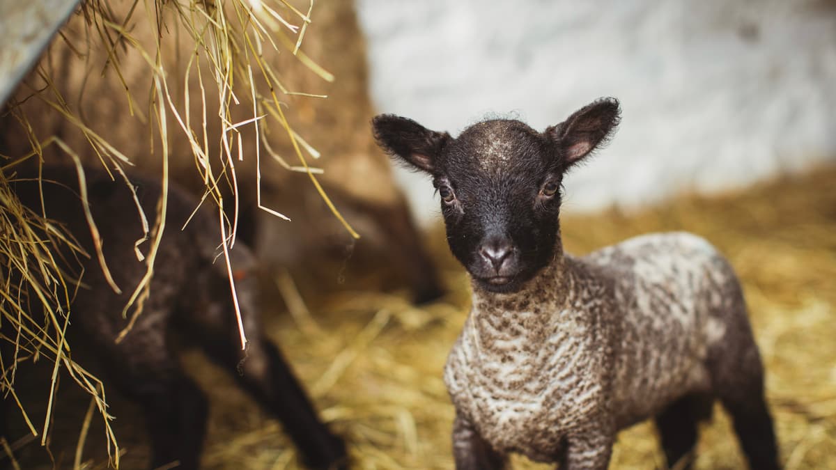 Llanerchaeron welcomes rare breed lambs | cambrian-news.co.uk