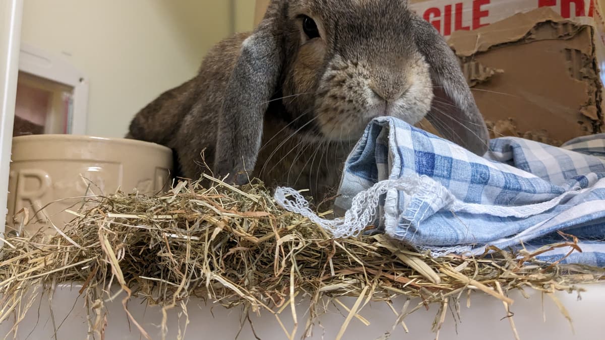 RSPCA appeal to find new homes for rescue rabbits this Easter ...