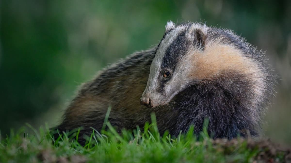 Talgarreg man admits shooting badgers | cambrian-news.co.uk