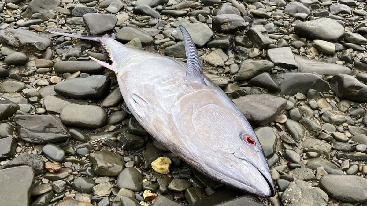 Massive one-metre tuna found on Aberaeron beach by BBC presenter ...