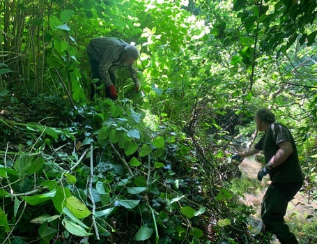 Volunteers needed to tackle non-native plants in west Wales | cambrian ...