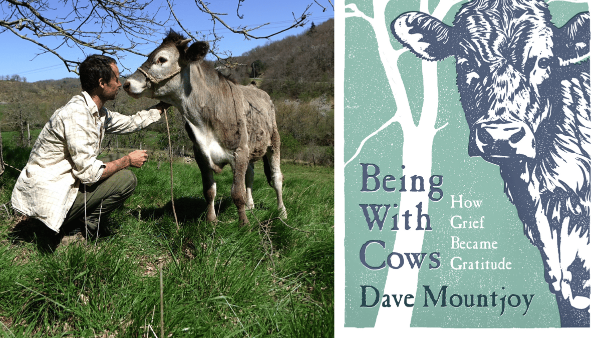 WATCH: Herd of healing cows helped man cope with grief | cambrian-news ...