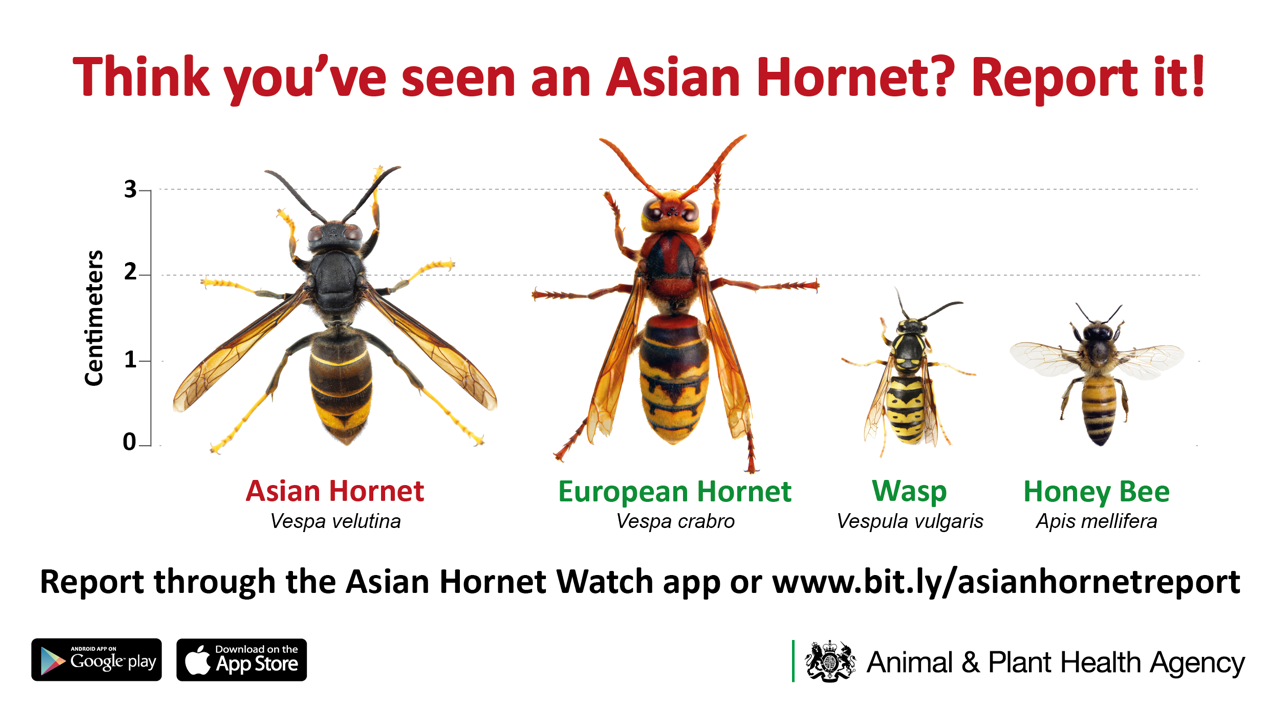 Residents mistake native European hornets for bee-killer Asian hornets ...