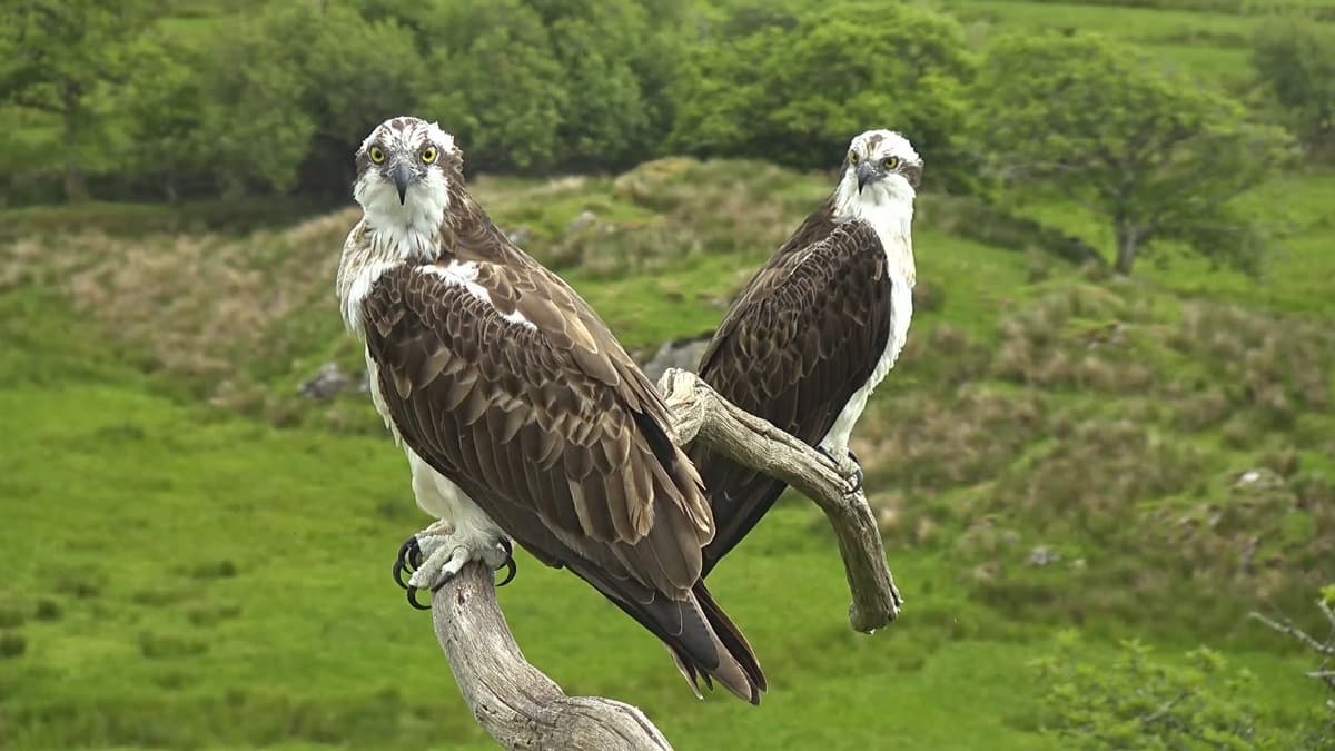 Two reasons to celebrate as Osprey centre marks 20th anniversary of ...