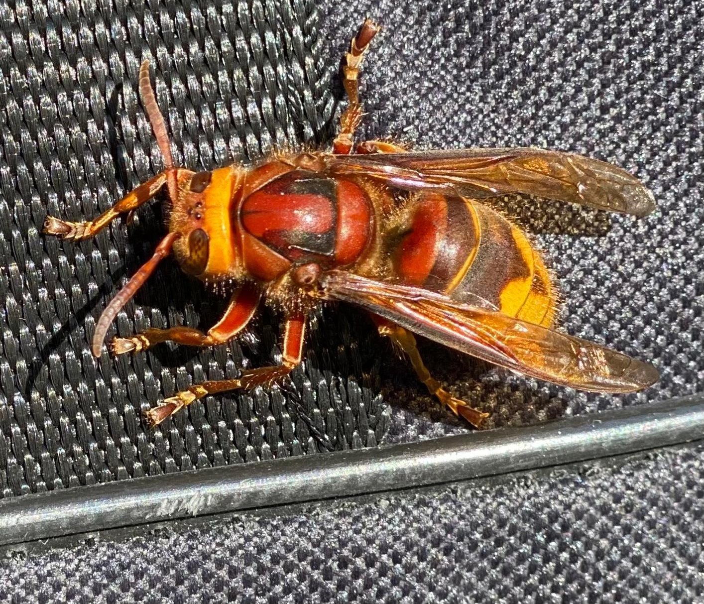 Residents mistake native European hornets for bee-killer Asian hornets ...
