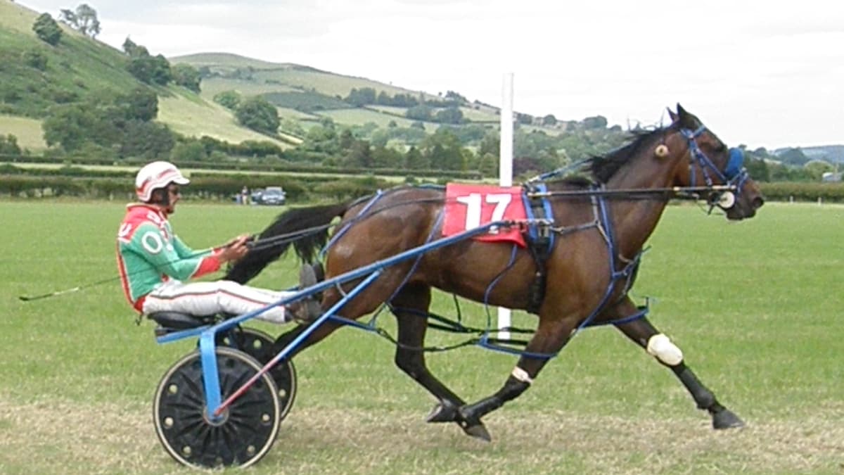 Alibis Dream wins Wales & Border Harness Racing open final at New ...