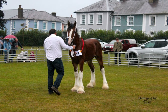 Shire horse show returns to Aberaeron | cambrian-news.co.uk