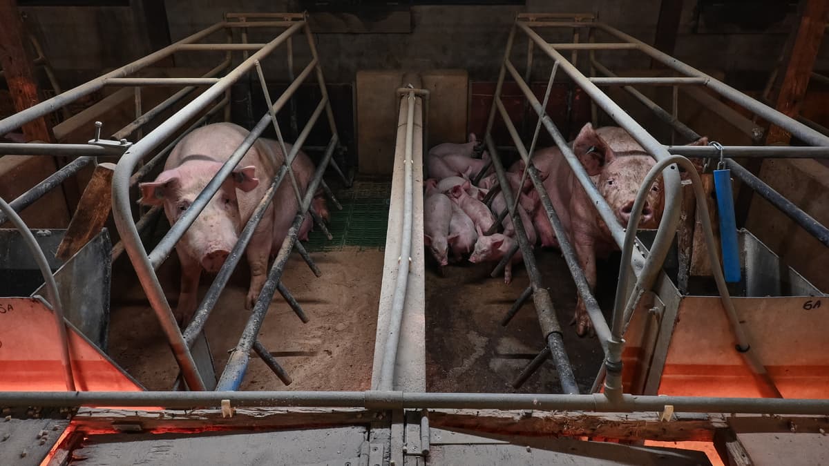 Powys ranked worst in Wales for farmed animal cruelty with 53 million ...