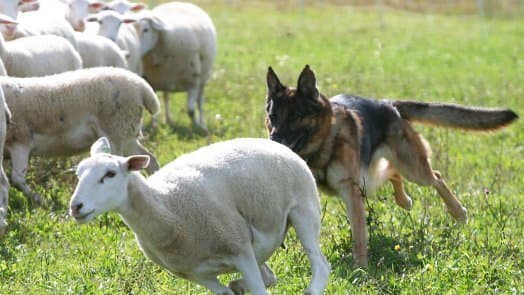 Out for blood: Why our livestock worrying laws need to change ...