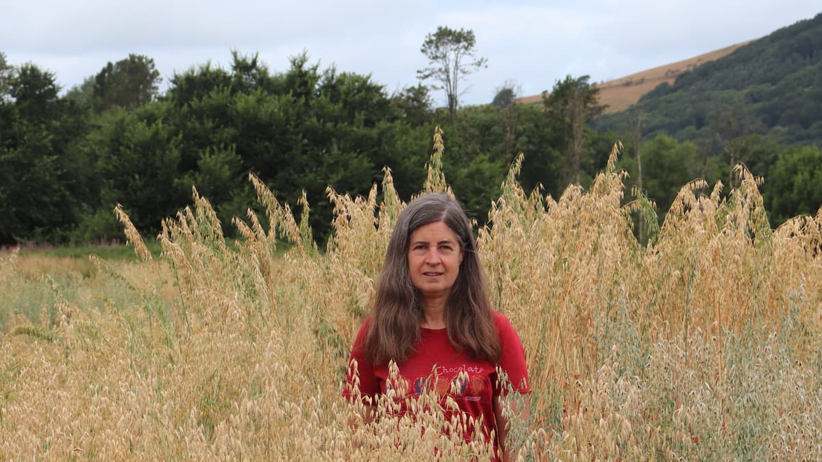 Funding boost for sustainable pulse crops at Aber uni | cambrian-news.co.uk