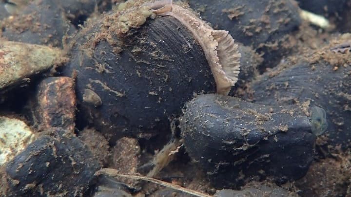 Gwynedd river is site of pearl mussel breeding programme release ...