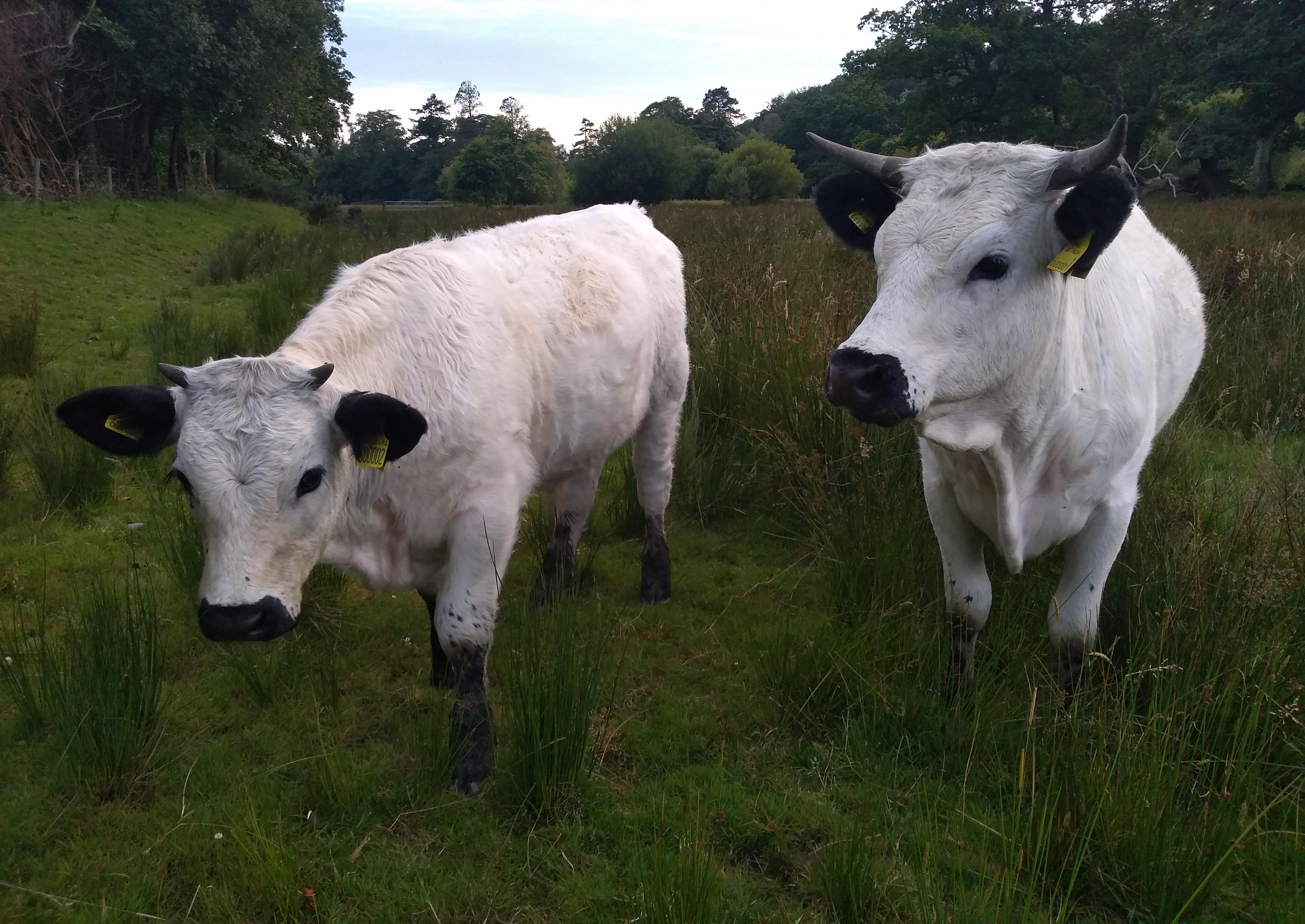 Ancient Welsh cows help return endangered Pied Flycatcher to RSPB Ynys ...