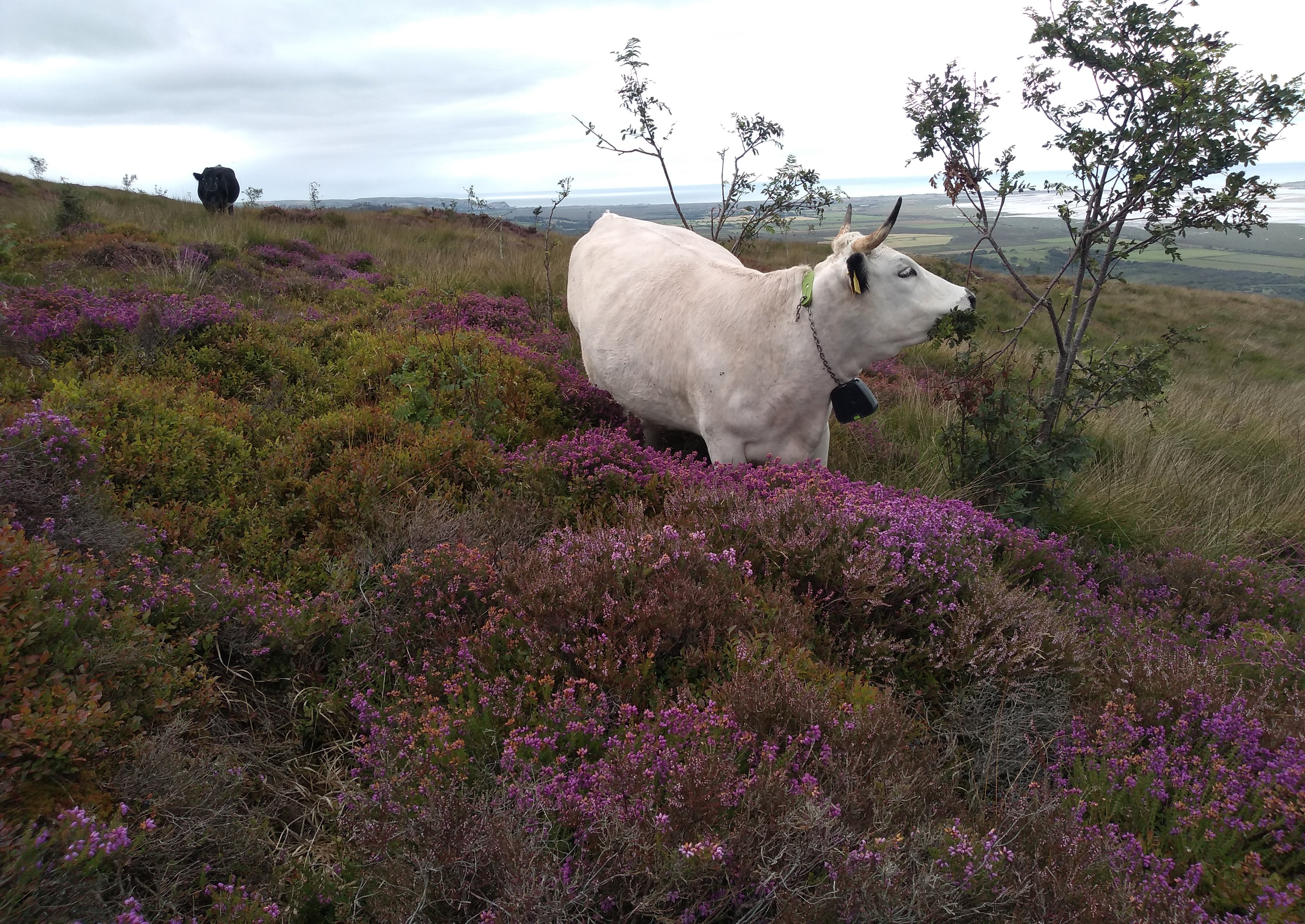 How ancient Welsh cows have helped return endangered Pied Flycatcher to ...