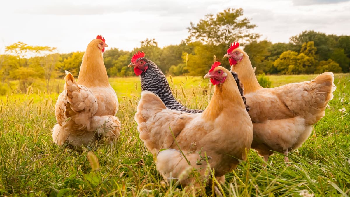 Parents in uproar over their children being served chicken from China ...