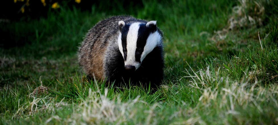 Tregaron man admits damaging badger sett | cambrian-news.co.uk