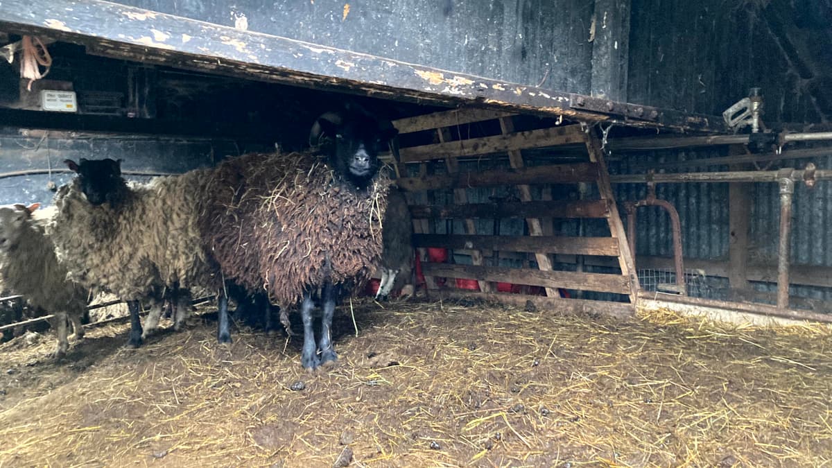 Suspended jail terms for Llanfarian farmers over sheep neglect ...