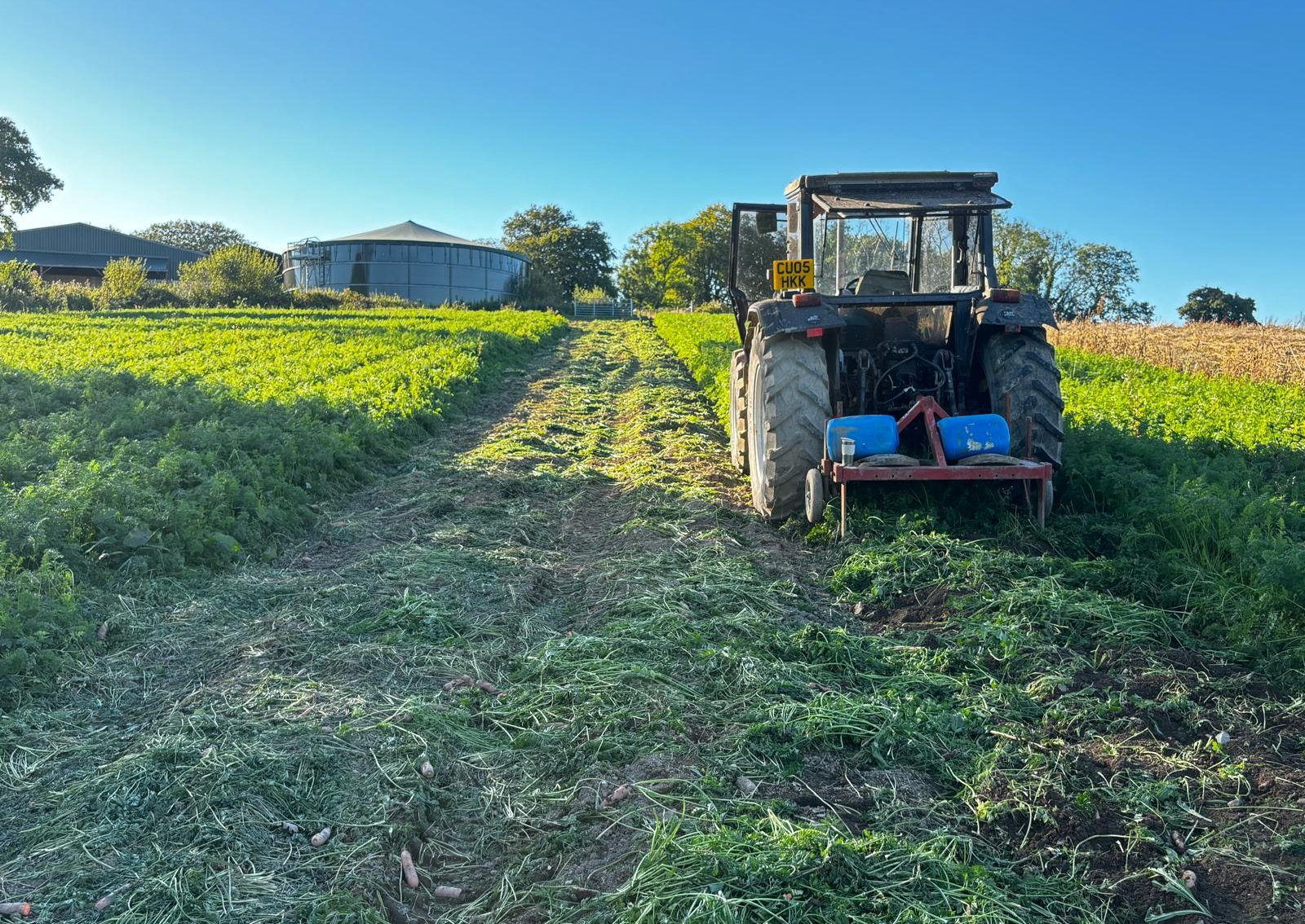 Organic Lampeter farm returns to growing carrots thanks to Welsh veg in ...