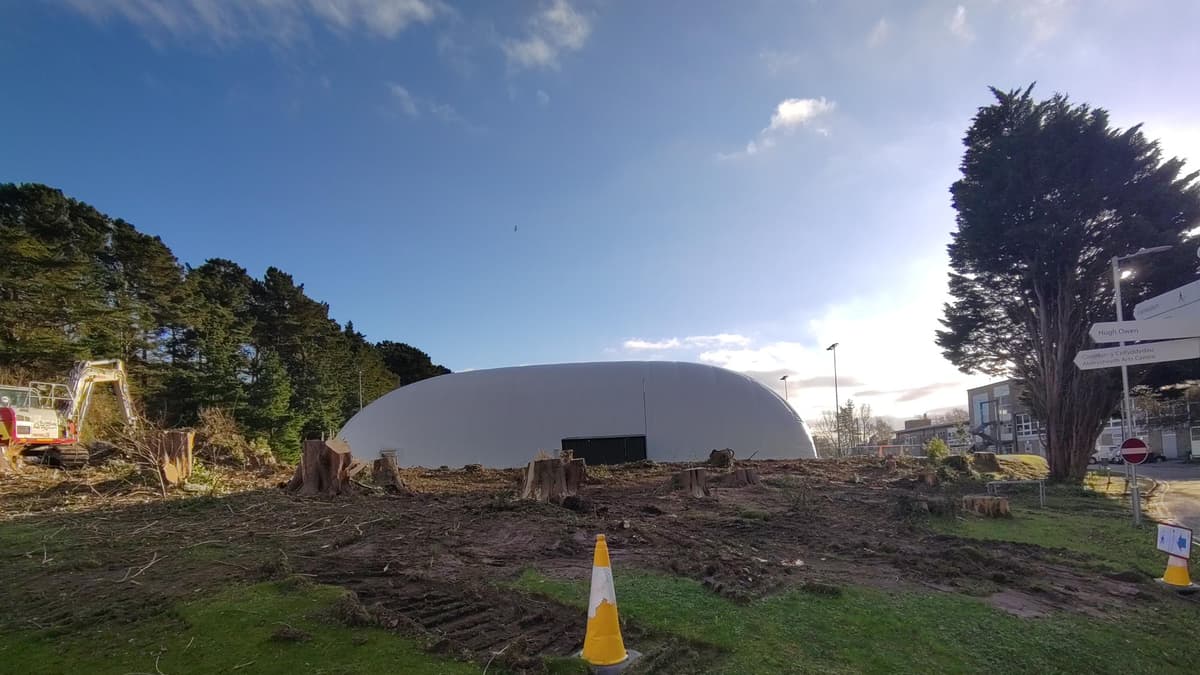 Aber Uni staff "heartbroken" to see healthy trees felled amongst ...