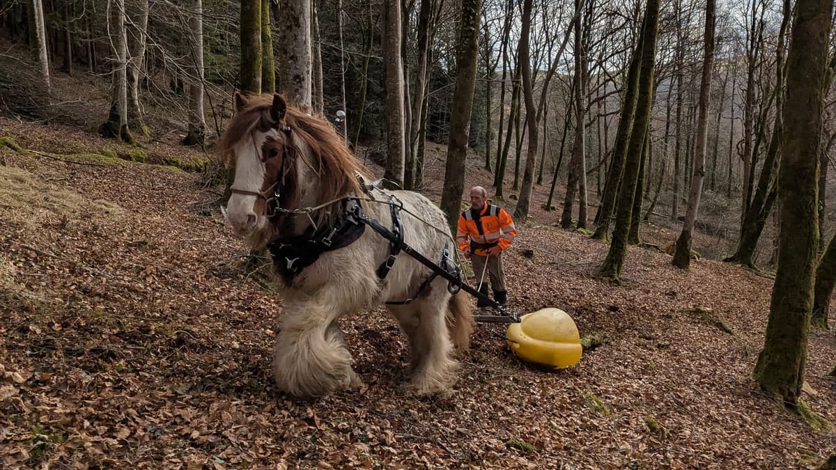 Horses help loggers in Dyfi forest: Traditional technique aids ...