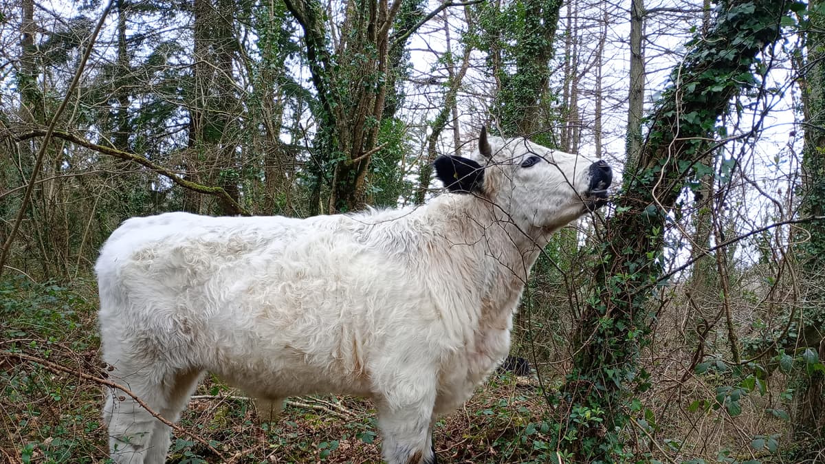 Ynyshir's Ancient Cattle of Wales recognised on rare breed watch list ...