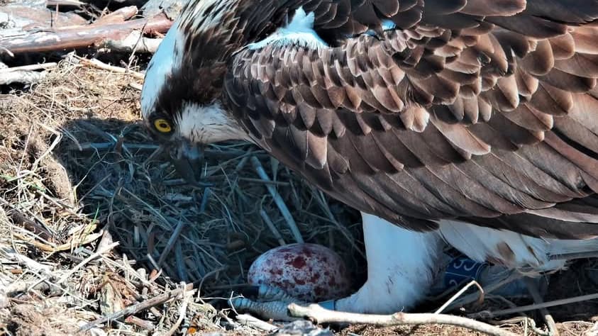 Osprey's Telyn and Idris deliver first egg of season at Dyfi Osprey ...
